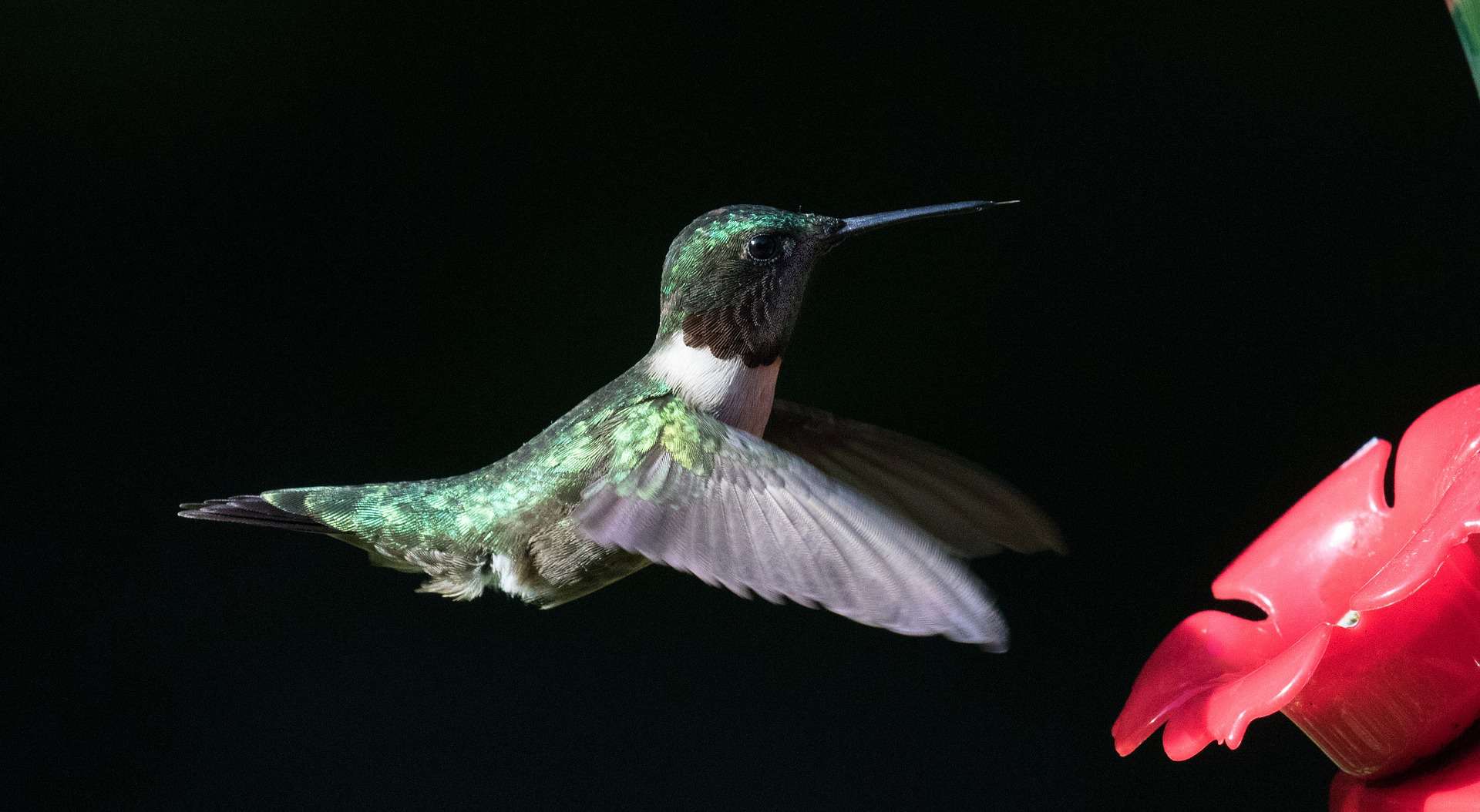 La UNAM, al rescate de los colibríes en CDMX - Libre en el Sur