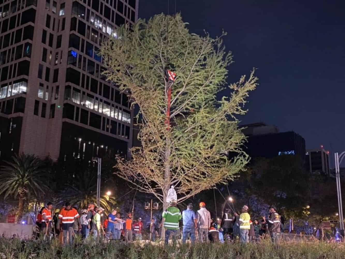 Amenece ahuehuete en su glorieta de Reforma