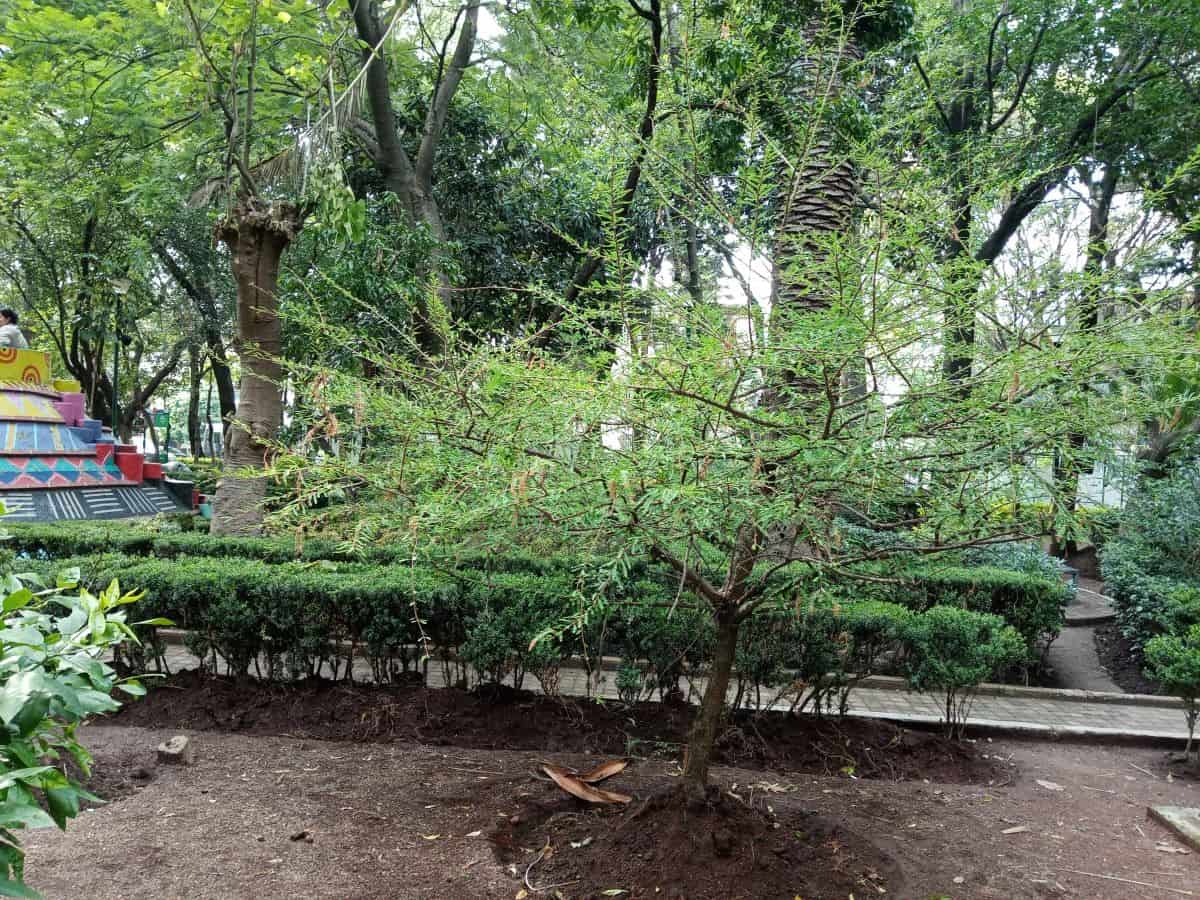 El milagro de los ahuehuetes en San Pedro de los Pinos