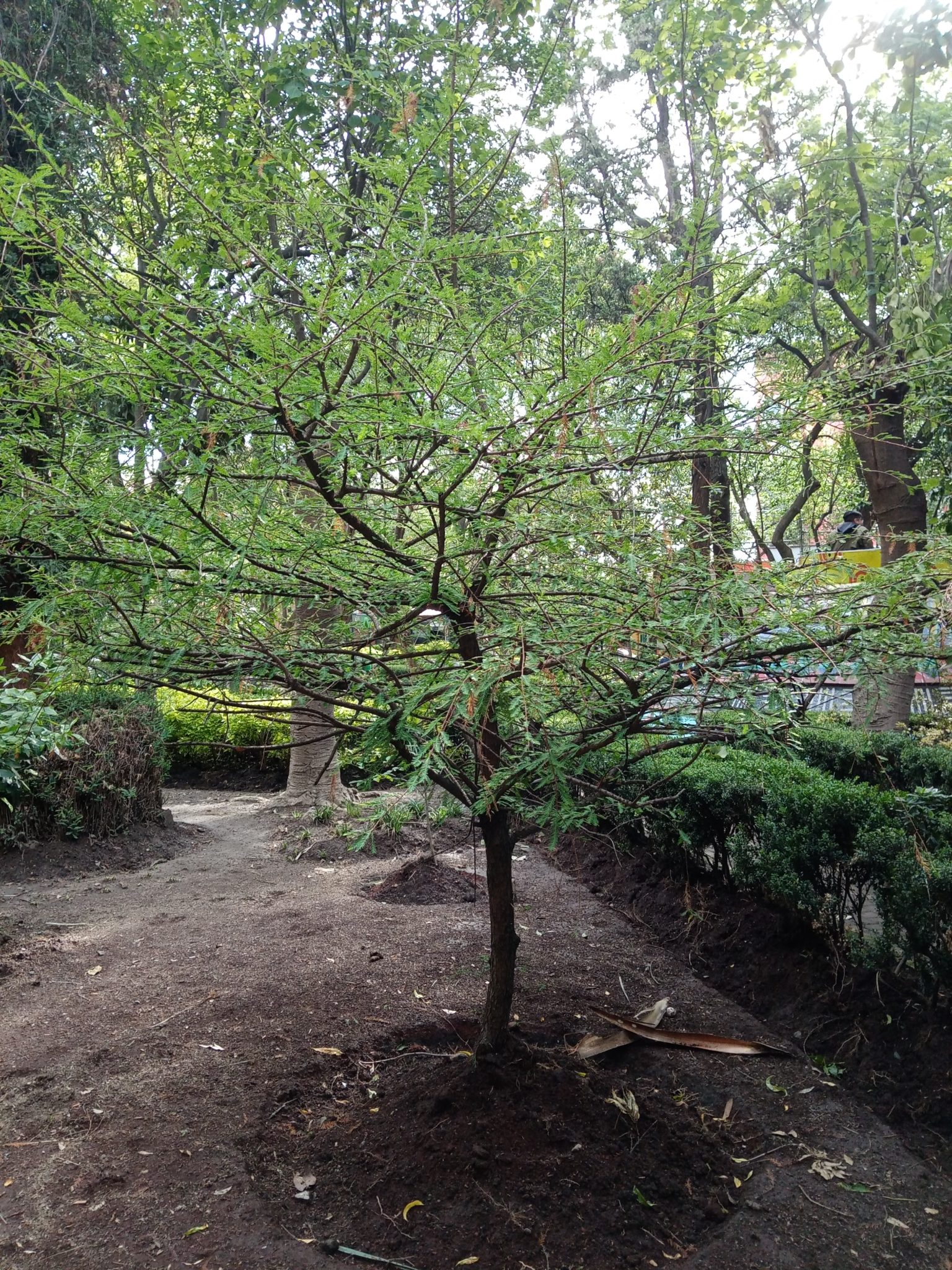 El milagro de los ahuehuetes en San Pedro de los Pinos