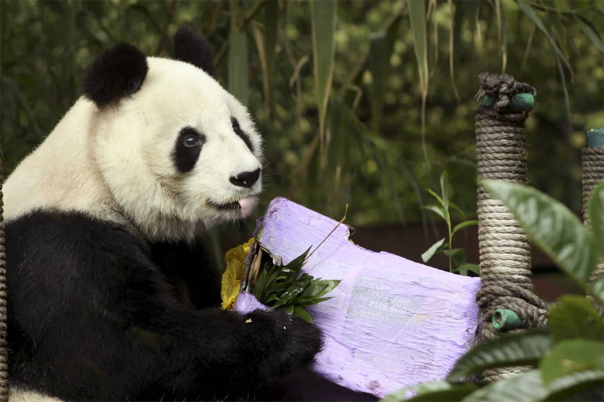 Muere Shuan Shuan, la panda mexicana más longeva del mundo (fuera de China)