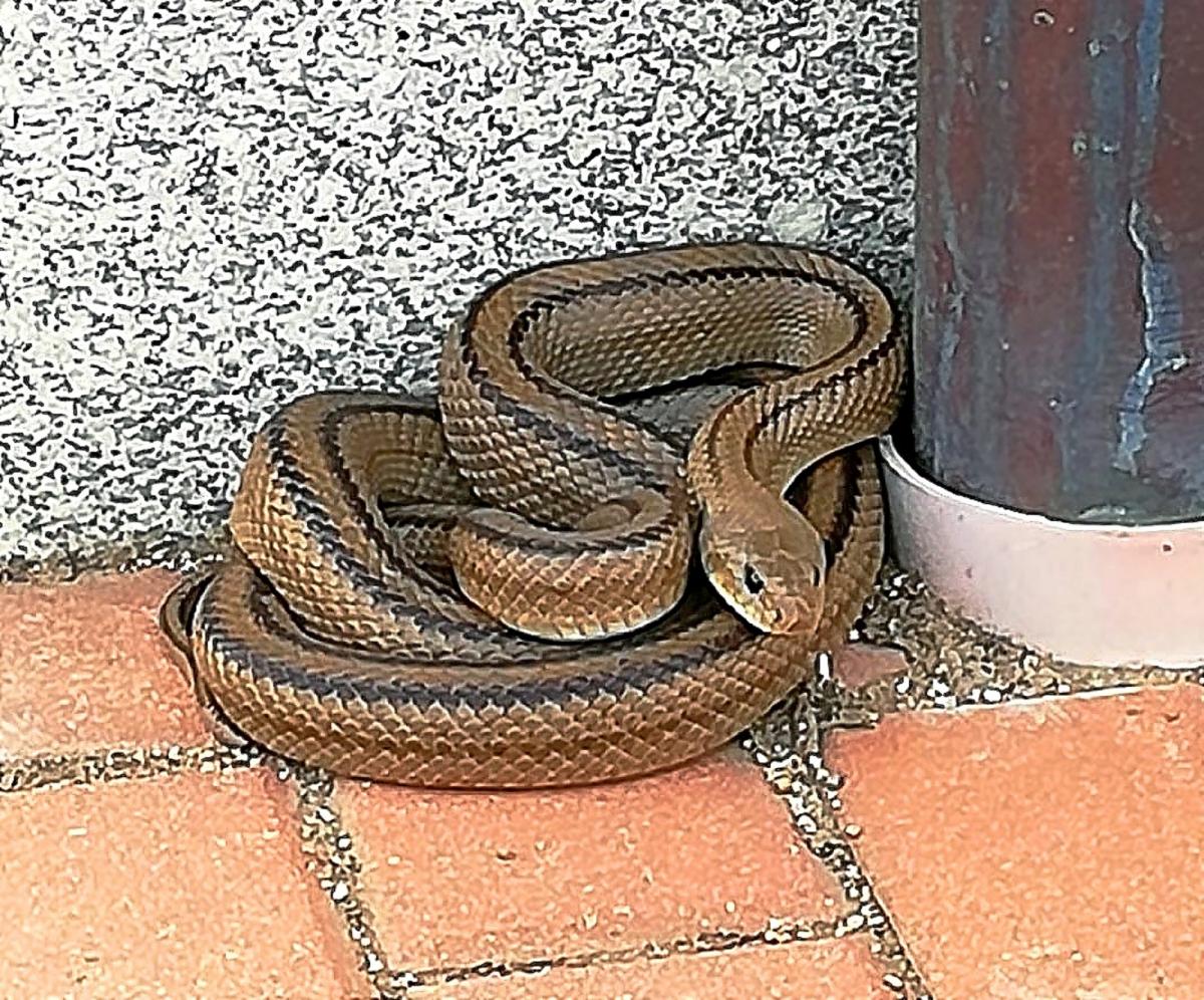 Atrapan víbora de cascabel en anden del Metro