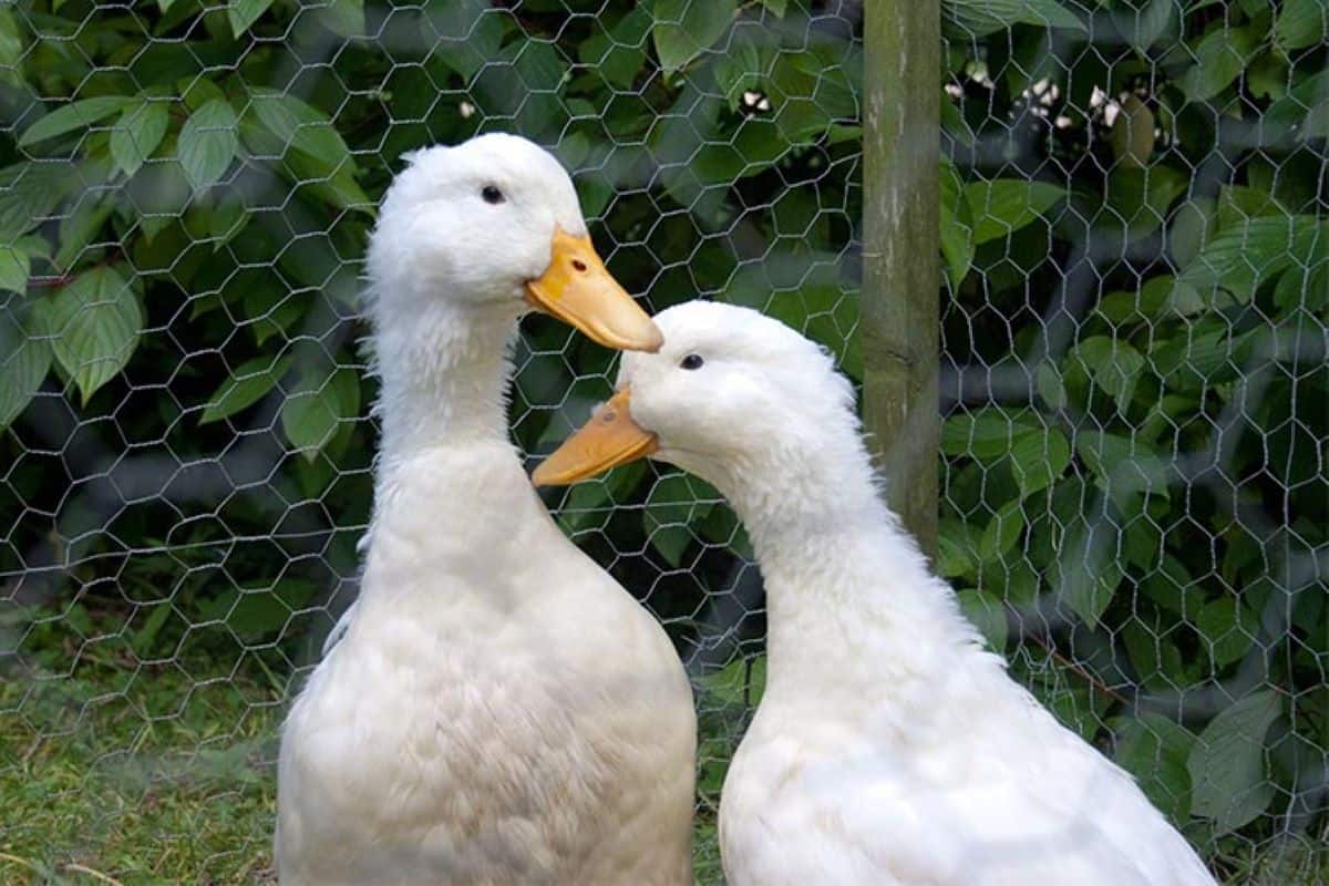 Patis y Boro, la historia de los patos que se hicieron pato en Chapultepec