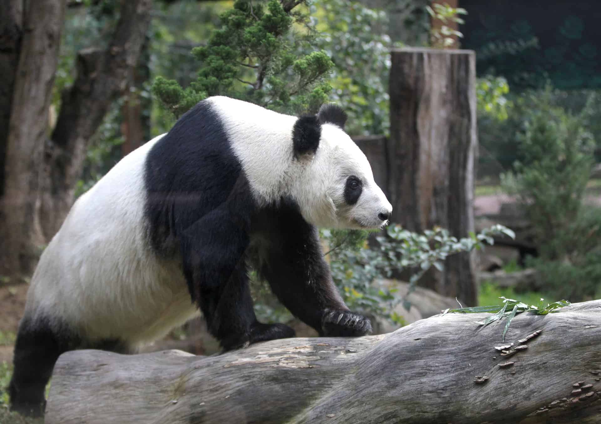 Cumple 100 años el Zoológico de Chapultepec, este jueves; habrá desfile