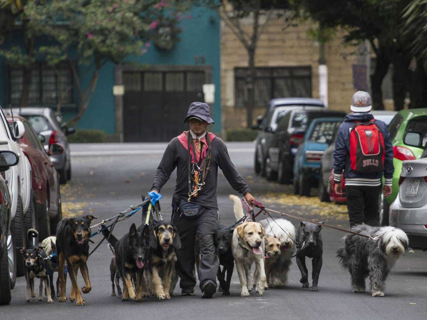 Insisten en regular a paseadores de perros en CDMX