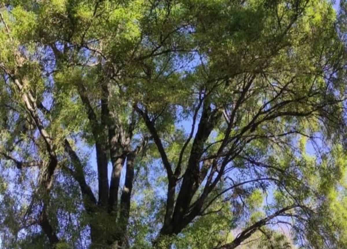 'Eugenio', el más famoso fresno de la alcaldía BJ, ya es patrimonio de ...